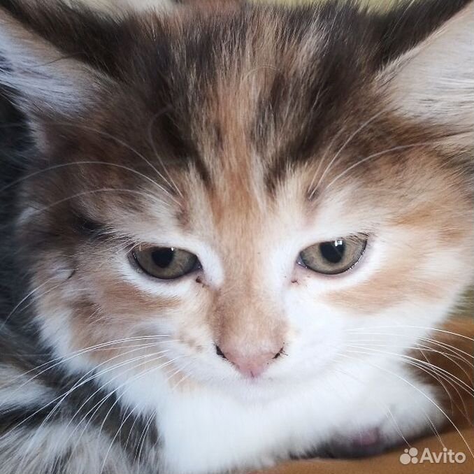 Очаровательные котята