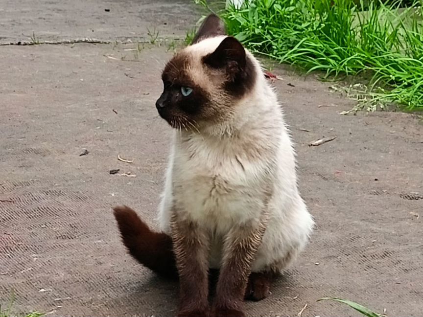 Отдам в добрые руки кошку