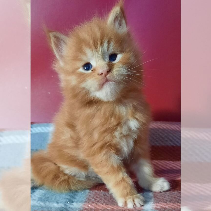 Мейн-кун котёнок