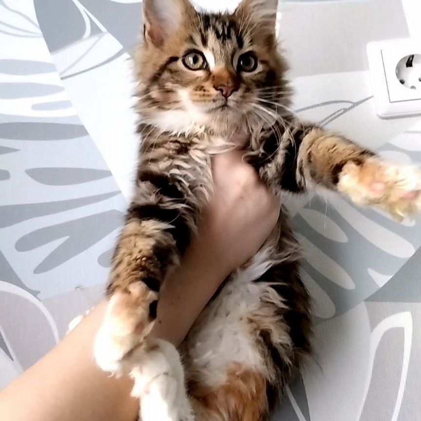 Девочки меин-кун