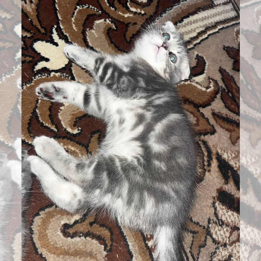 Шотландский вислоухий короткошёрстный котёнок