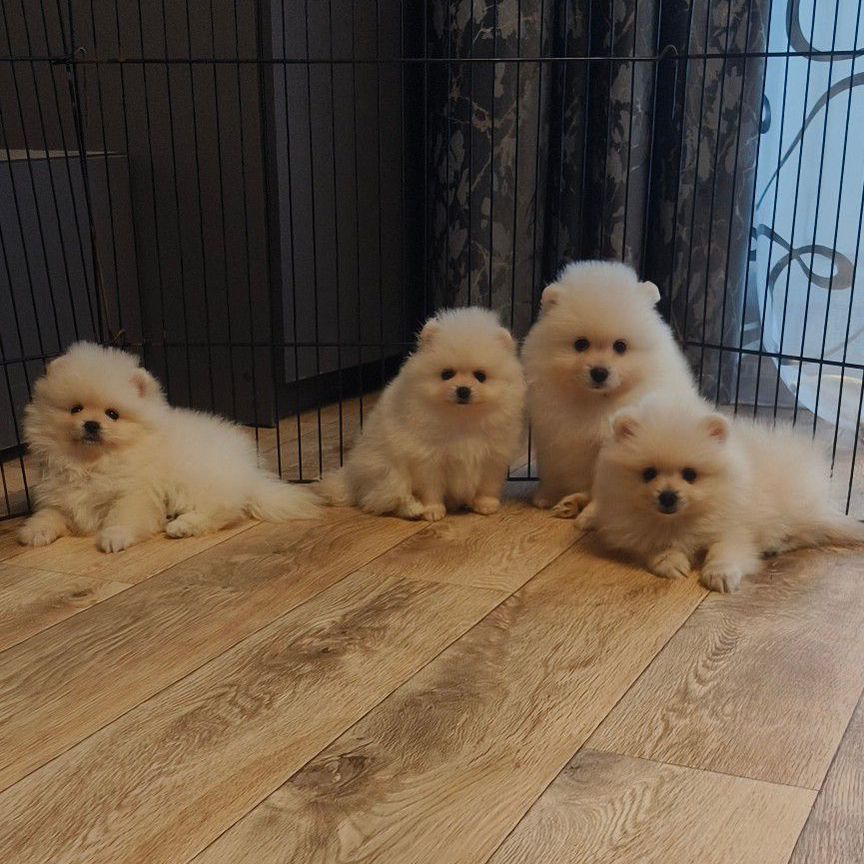 Померанский шпиц, щенок