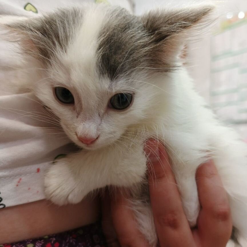 Котёнок в добрые руки