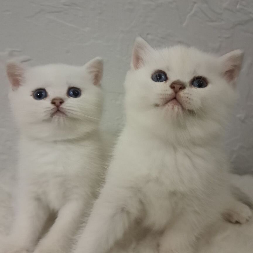 Британский короткошёрстный котёнок