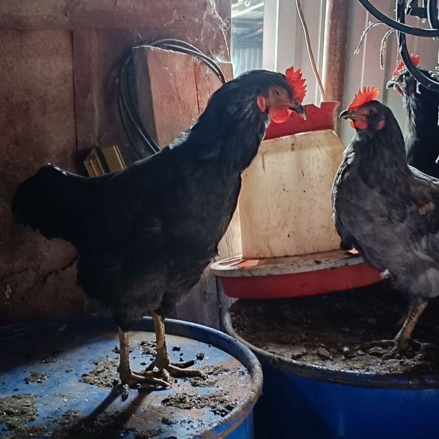 Продам молодых петушков