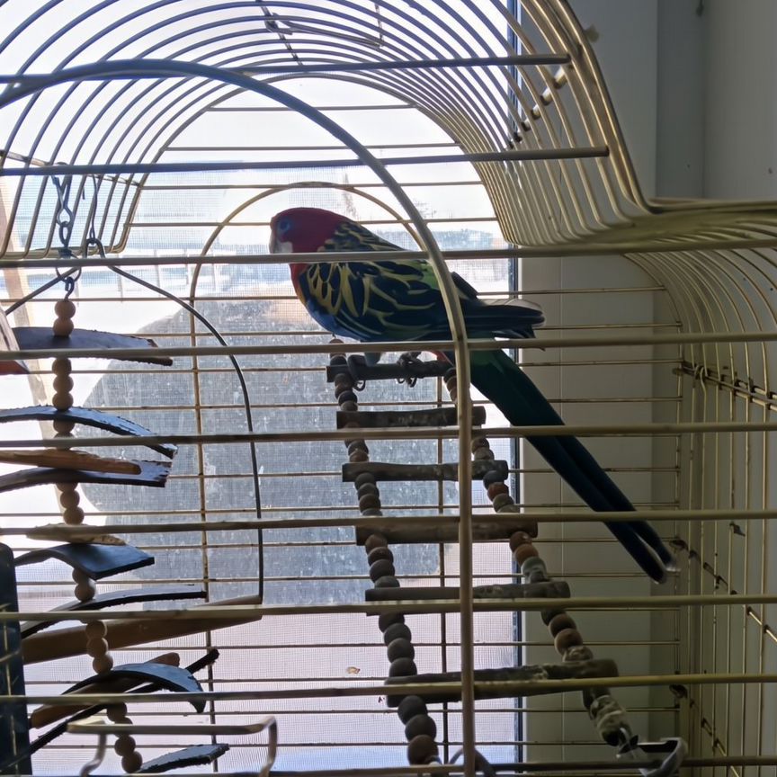 Попугай (порода Розелла)