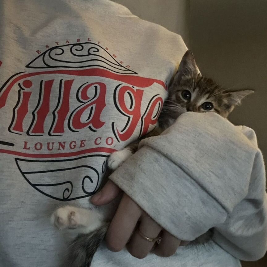 Котенок в добрые руки