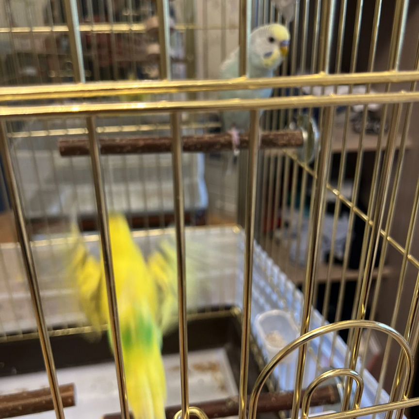 Попугай волнистики, два мальчика