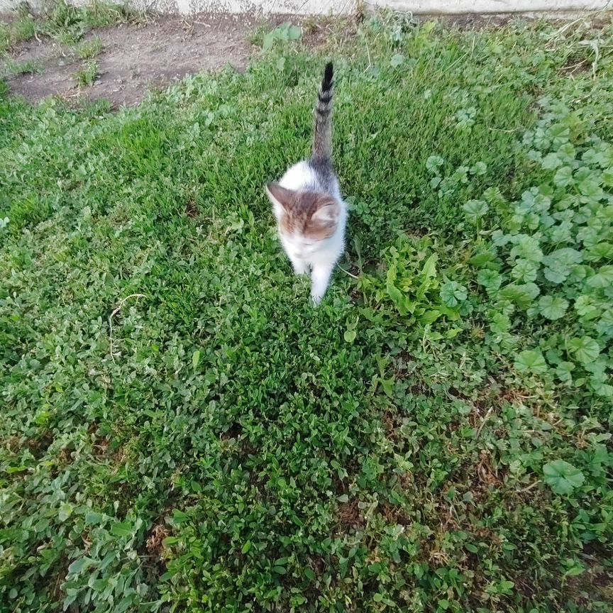 Котята 2 месяца