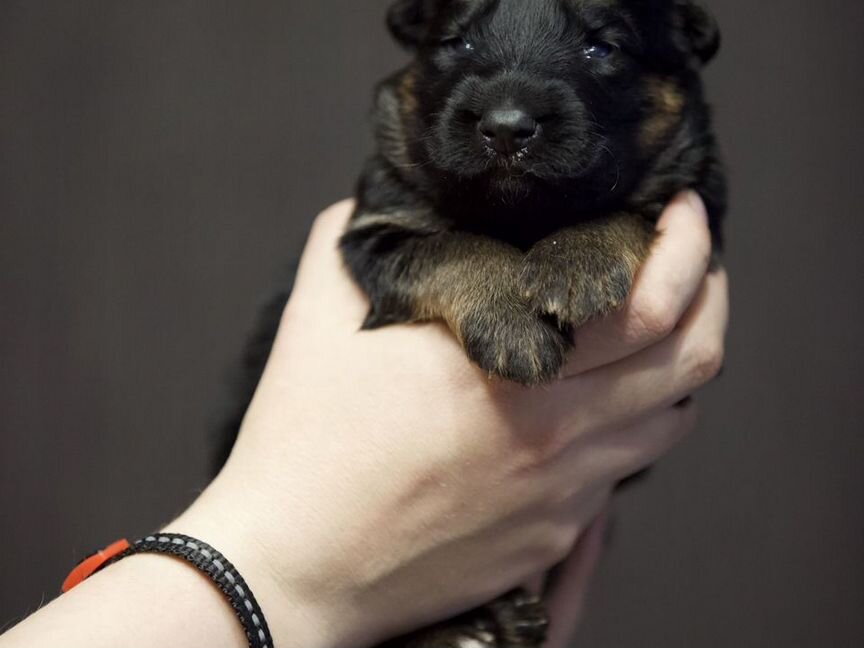Питомник РКФ. Щенки немецкой овчарки