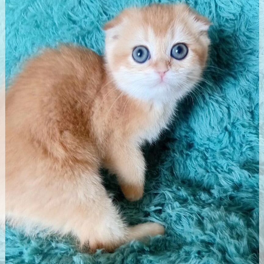 Шотландский вислоухий короткошёрстный котёнок