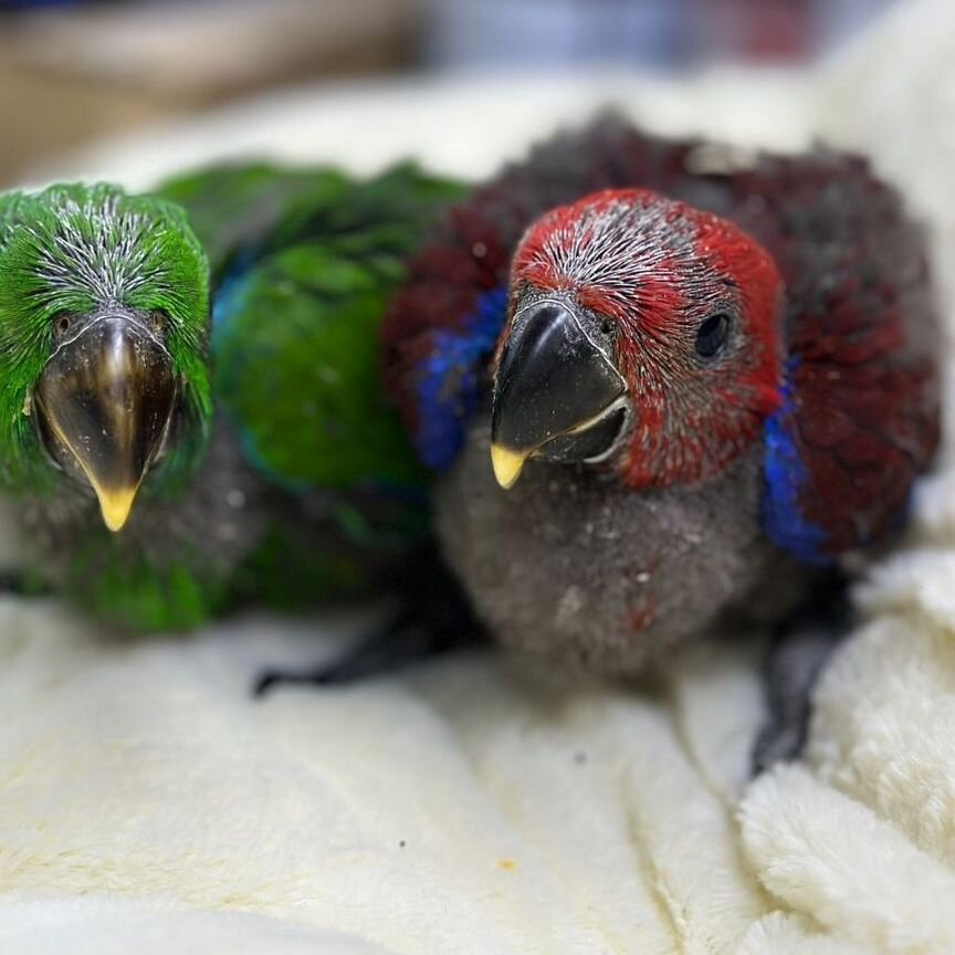 Попугай эклектус ручной выкормыш птенец