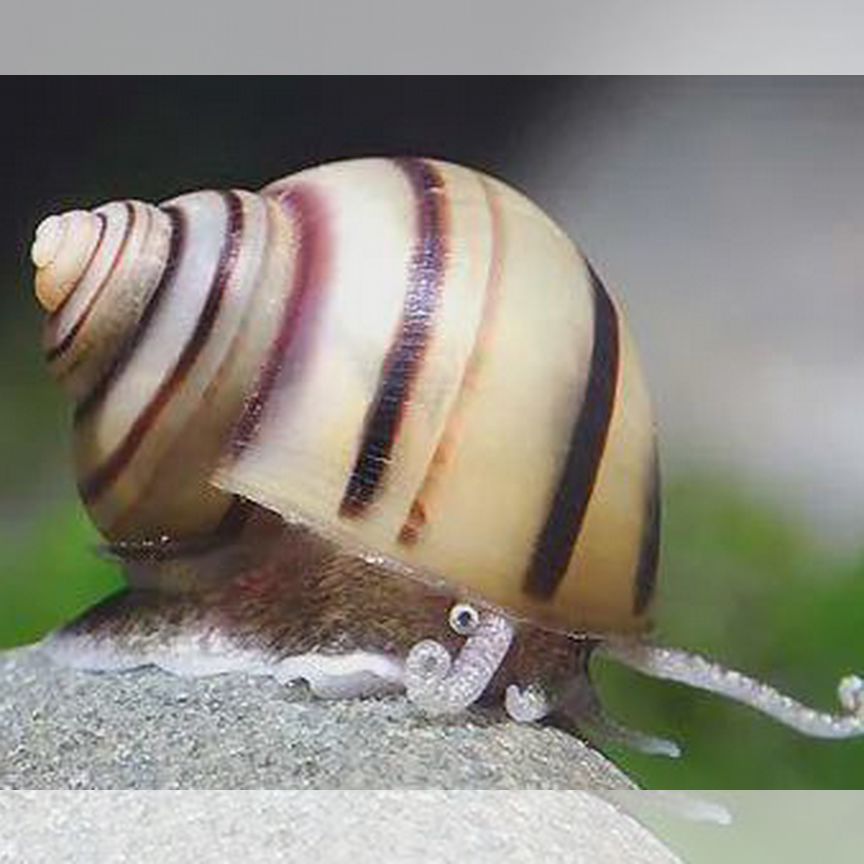 Улитки Спикси (эльфы) подростки