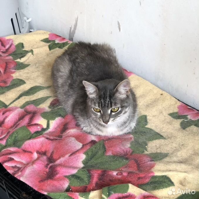 Малышка Кнопочка ищет семью