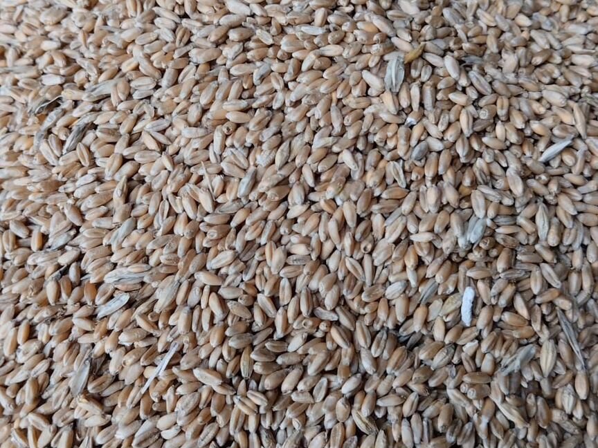 Дроблёнка, зерно ячмень, пшеница