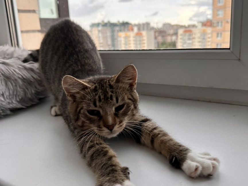 Котенок обыкновенное чудо