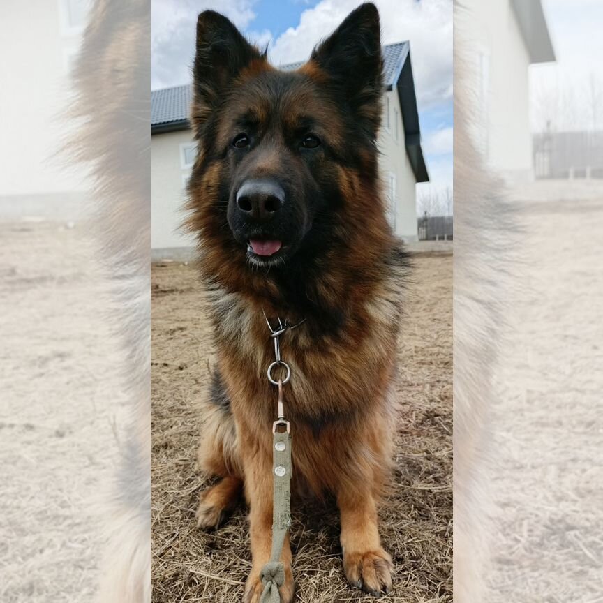 Немецкая овчарка, взрослая собака