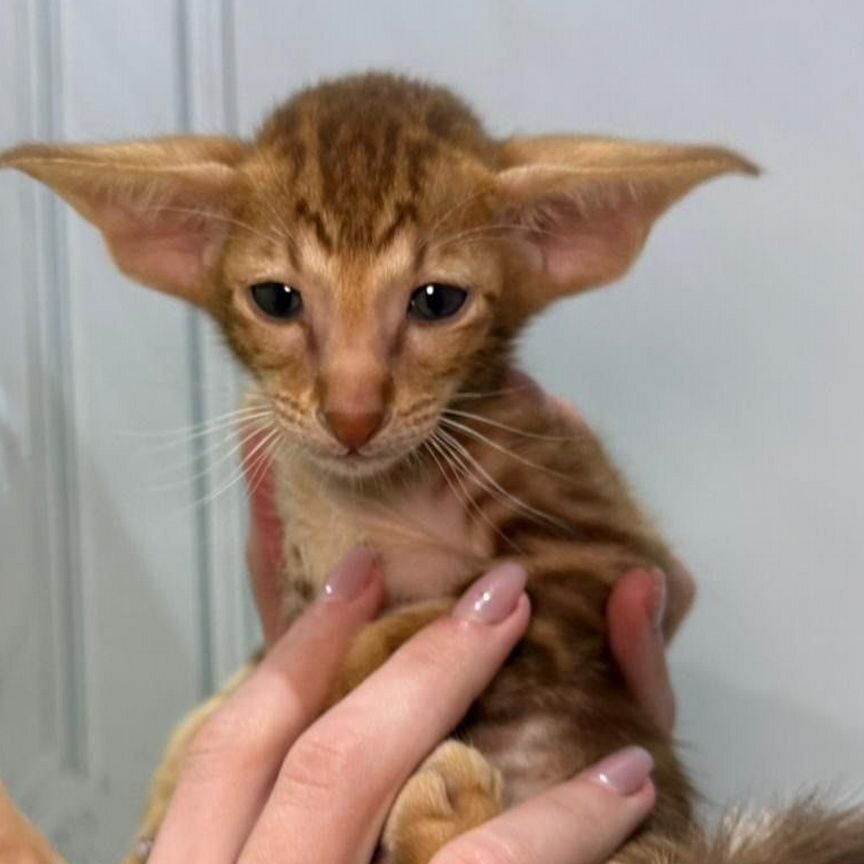 Ориентальный котёнок