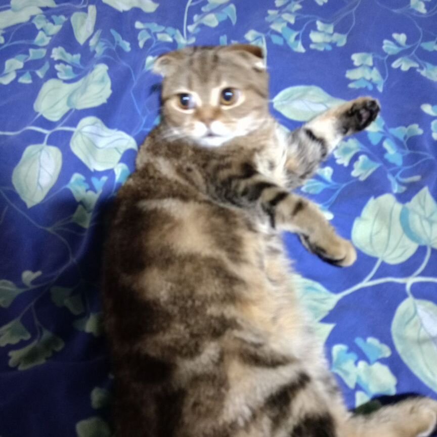 Шотландский вислоухий короткошёрстный котёнок