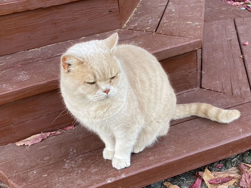 Кот Персик в добрые руки