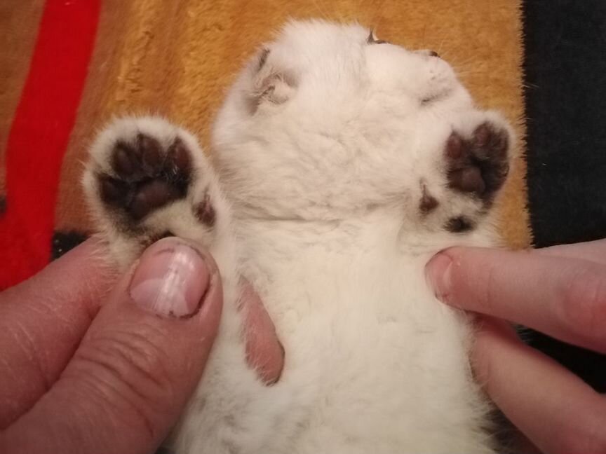 Котенок британские шиншиллы