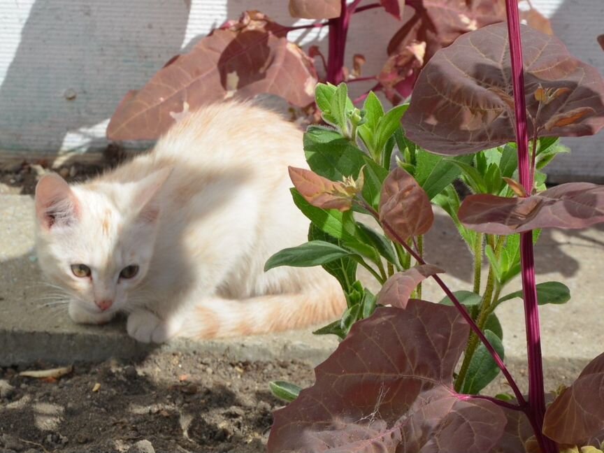 Милые котята