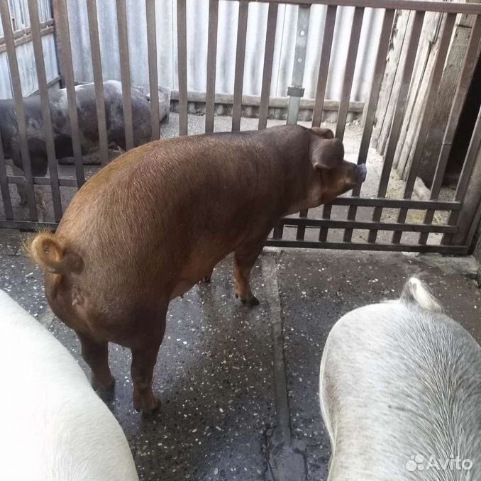 Свинка Дюрок