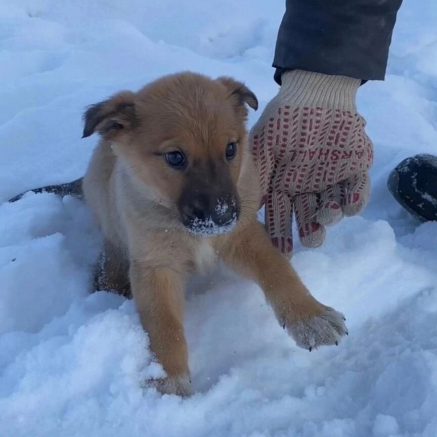 Милый щенок в приюте
