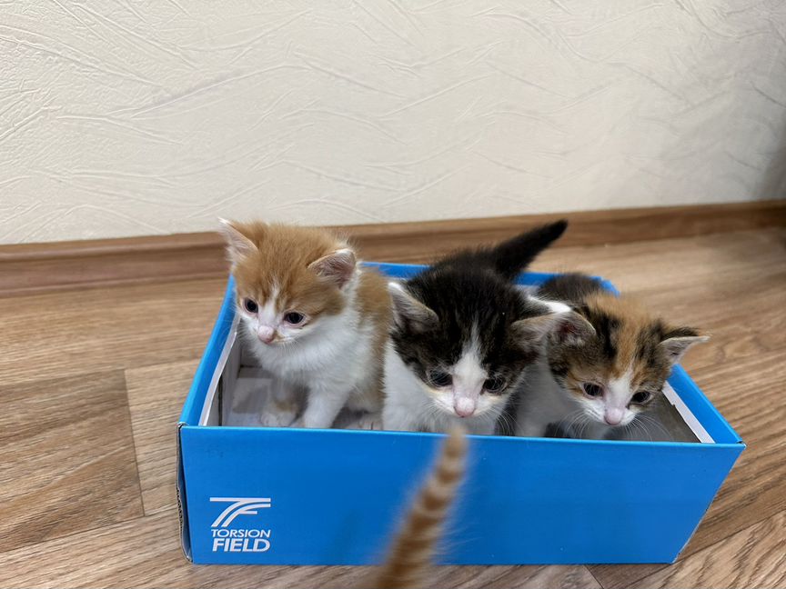 Котята в добрые руки бесплатно
