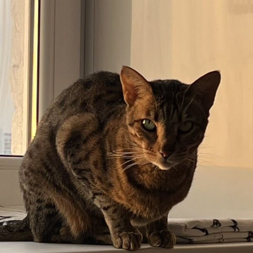 Саванна кошка