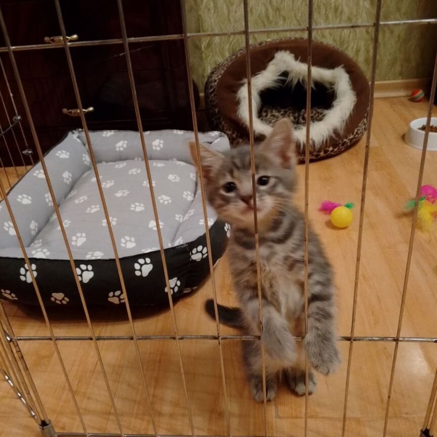 Вольер для котят и других животных