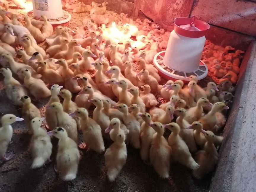 Мясо птицы, Корма Павлоградка и Омская область