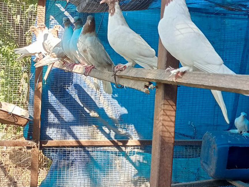 Голуби головатые