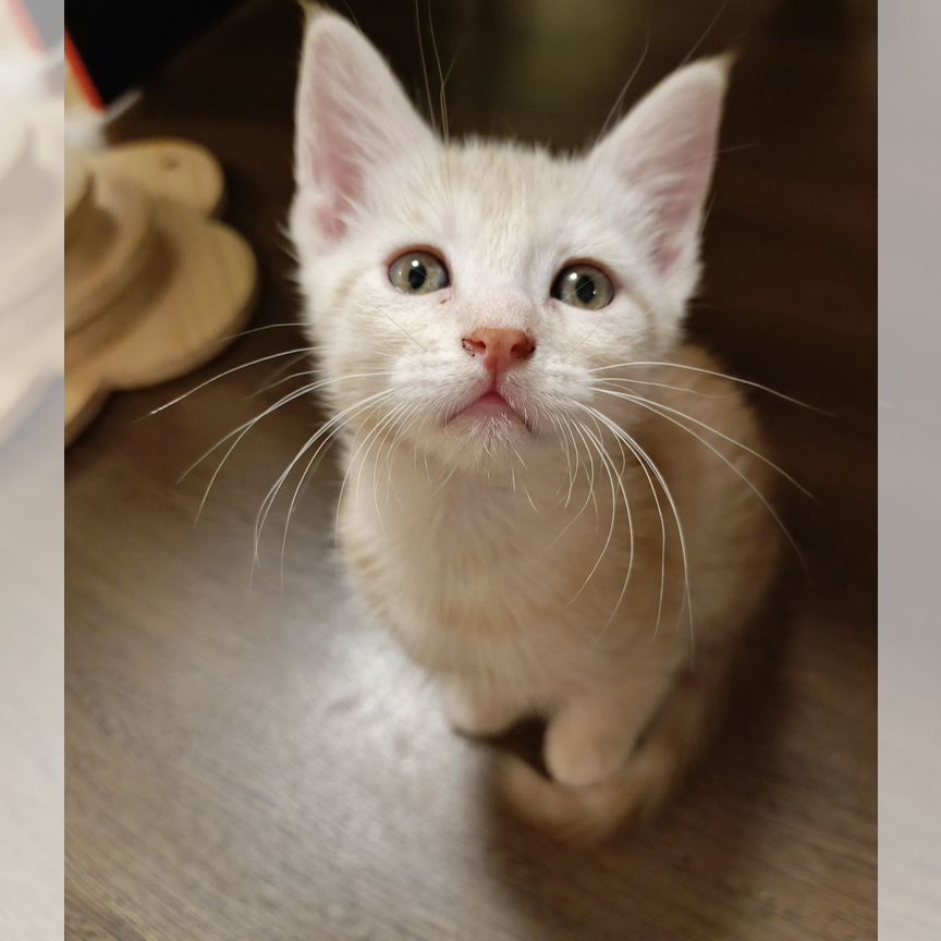 Мейн-кун котёнок