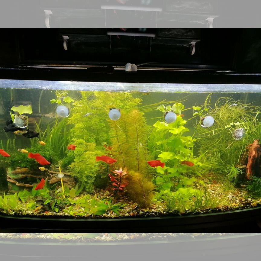 Аквариумные растения
