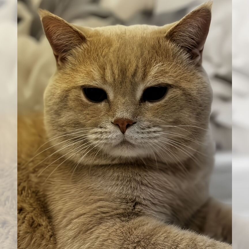 Британская короткошёрстная, взрослая кошка