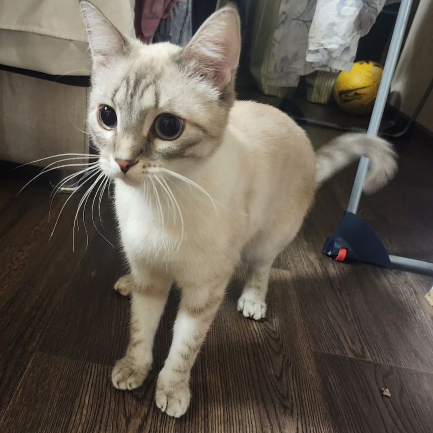 Шотландский прямоухий короткошёрстный котёнок