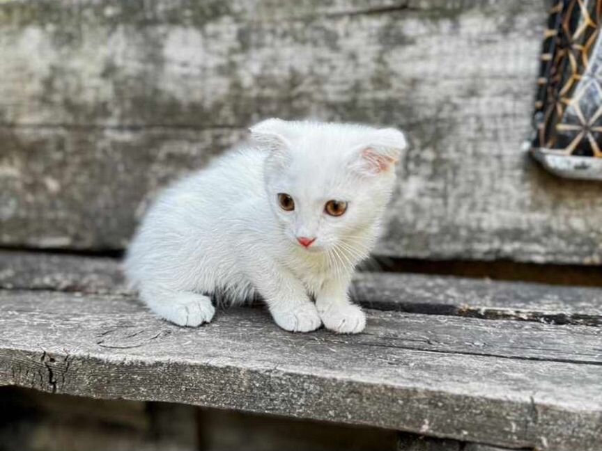 Котенок в добрые руки