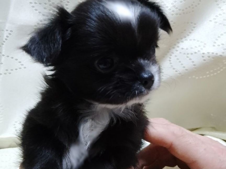 Щеночки чихуа