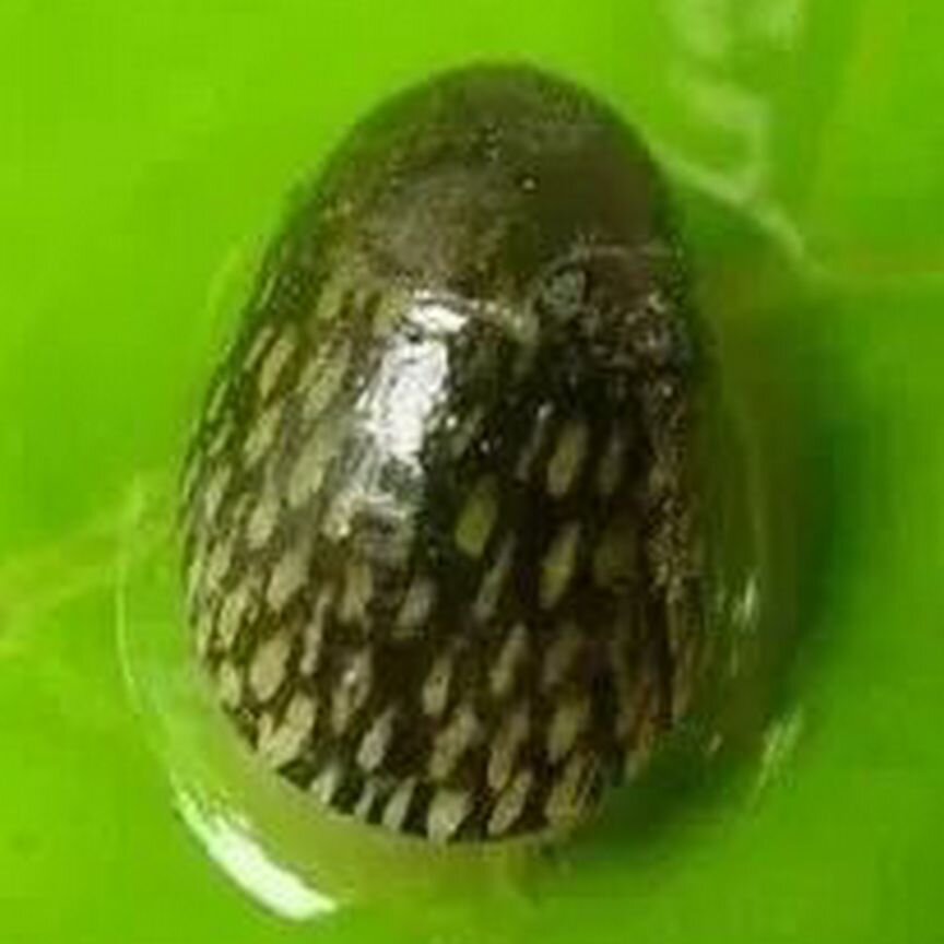 Трудолюбивые теодоксусы