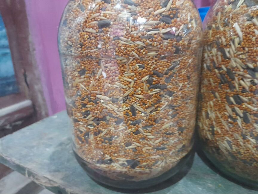 Корм для попугаев