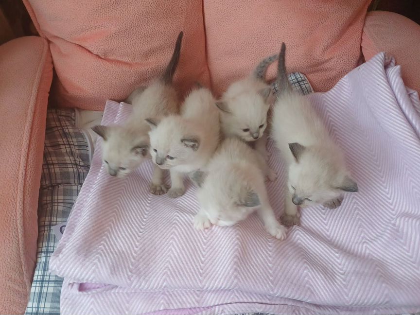 Котята невская маскарадная