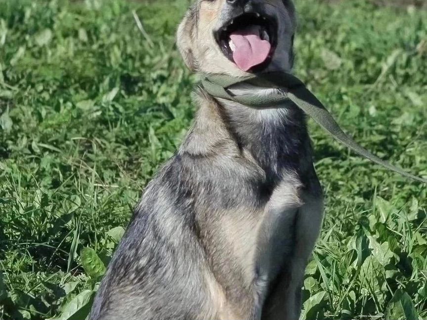 Собака Томила в добрые руки