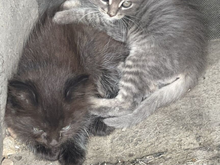 Красивые котятки