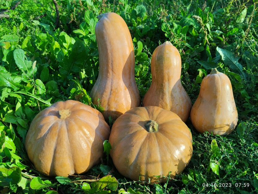 Тыква Витаминная (витаминка)