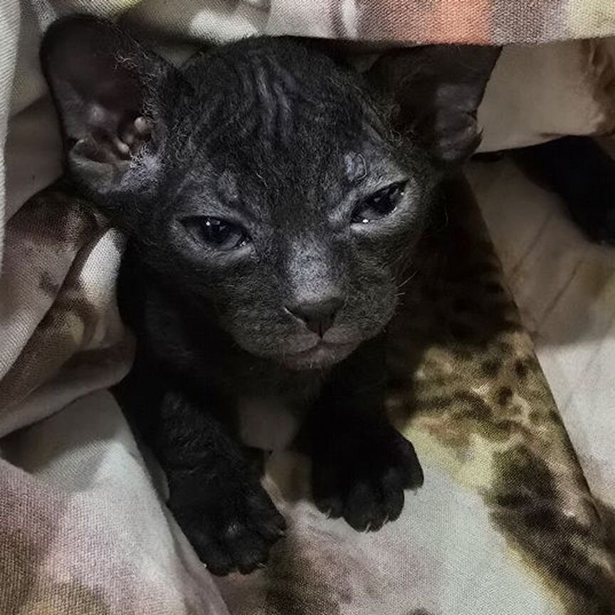 Донской сфинкс котёнок
