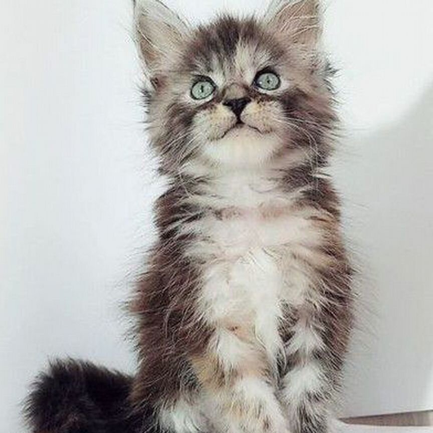 Мейн-кун девочка