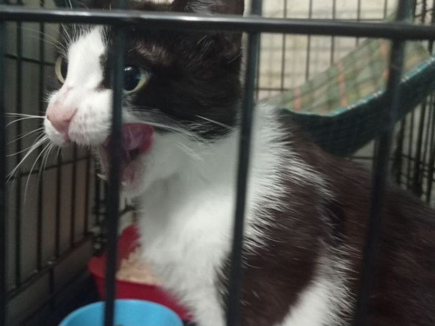 Кошка с сво ищет дом