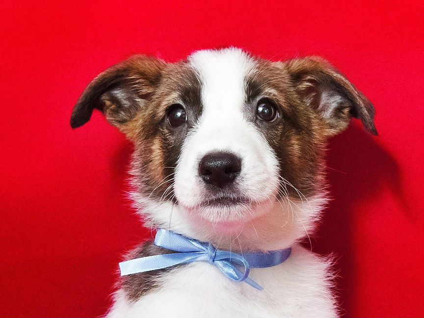 Отдам бесплатно щенки