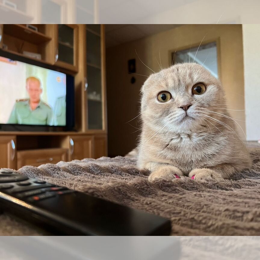 Шотландская вислоухая короткошёрстная, взрослая кошка
